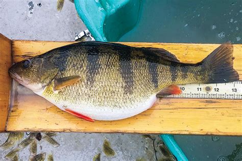 Perch Stomach