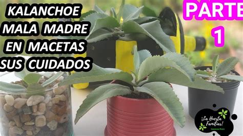 Aprende A Cuidar Tu Kalanchoe Fedtschenkoi Consejos Y Trucos Efectivos