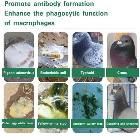 Racing Pigeons Antibacterial Salmonella Escherichia Coli EBay