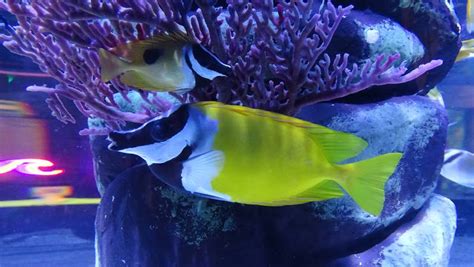 Acuario Michin abre sus puertas en Parque Tepeyac Publimetro México