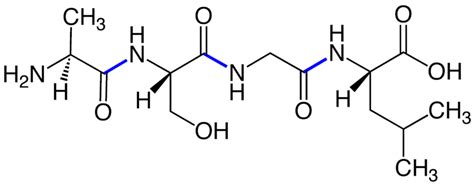 Amino Acid Study Guide Structure And Function Albert Io