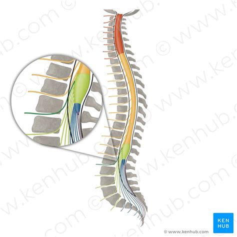 Psoas Minor Muscle Anatomy Innervation And Function Kenhub