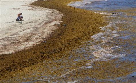 Qué es el Sargazo y por qué es peligroso para el medio ambiente