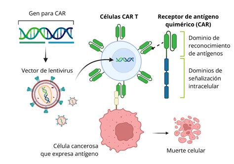 Terapia con Células CAR T Una Revolución en la Lucha Contra el Cáncer