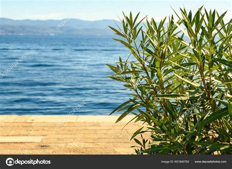 Oleander Nerium Oleander Golfo Kvarner Croacia Enfoque Selectivo