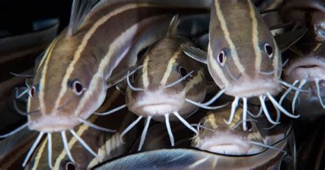 Penjelasan Lengkap Klasifikasi Dan Morfologi Ikan Lele