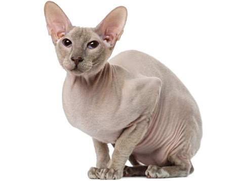 10 Best Hairless Cat Breeds For A Unique Pet Pal
