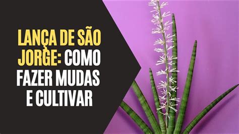 Lan A De S O Jorge Como Fazer Mudas E Cultivar Youtube