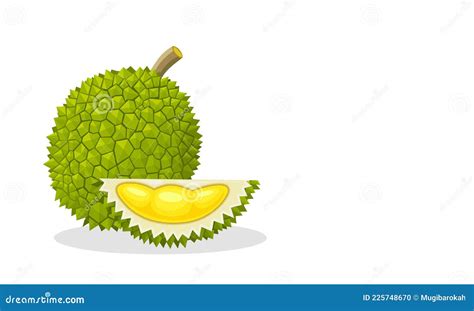 Vector Illustration Durian Fruit Isolated On White Background Stock