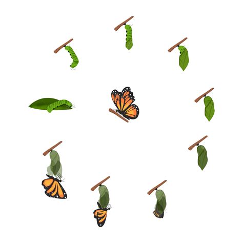 Butterfly Metamorphosis Vector Butterfly Morphosis Insect PNG And