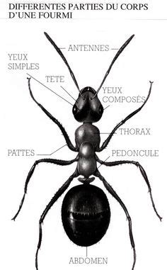 1000 Images About DDM On Pinterest Animaux Frog Life Cycles And