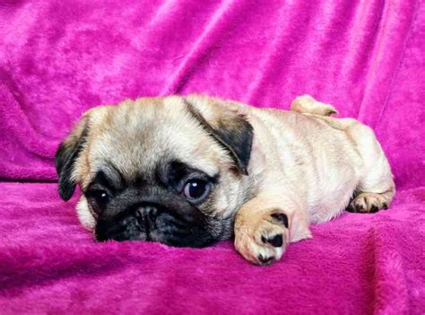 MOPS S PP Bazar Hyperinzerce Cz