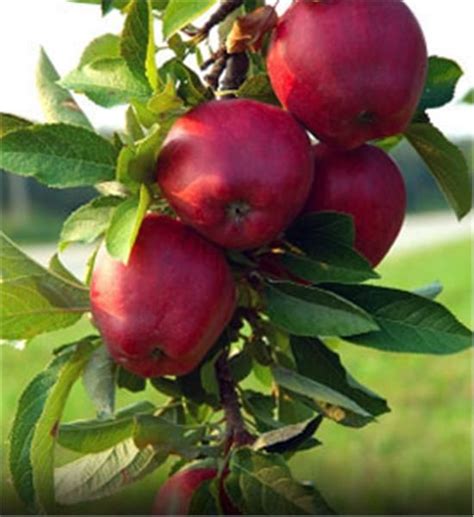 Red Jonathan Apple Growing Apple Trees Jonathan Apples Fruit Trees