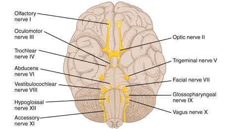 The Cranial Nerves Functions Mnemonic Lecturio Medical Off