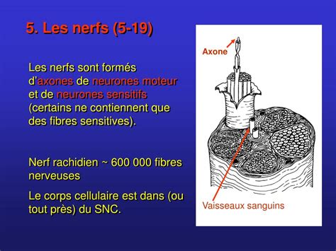 PPT Chapitre 5 Neurophysiologie PowerPoint Presentation Free