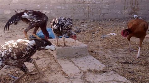 Aseel Asil Some My Aseel Hens And A Naked Neck Rooster YouTube