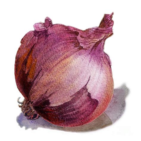 Red Onion Painting Watercolor Fruit Botanical Watercolor Botanical