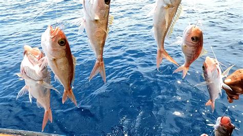 Catching Plenty Of Rosy Snapper Fish In The Deep Sea YouTube