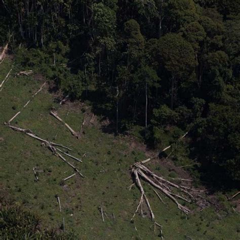 Relatório mostra que 99 8 dos desmatamentos no Brasil em 2020 foram