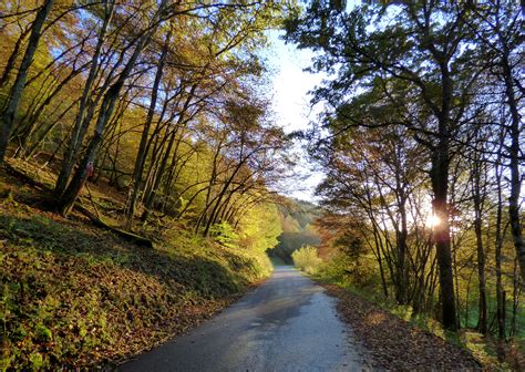 Free Images Landscape Tree Nature Forest Wilderness Trail