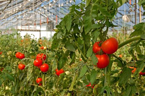 Greenhouse Grown Tomatoes Learn How To Grow Tomatoes In A Greenhouse