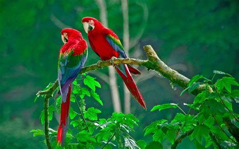 Hd Birds Wallpapers Top Free Hd Birds Backgrounds Wallpaperaccess