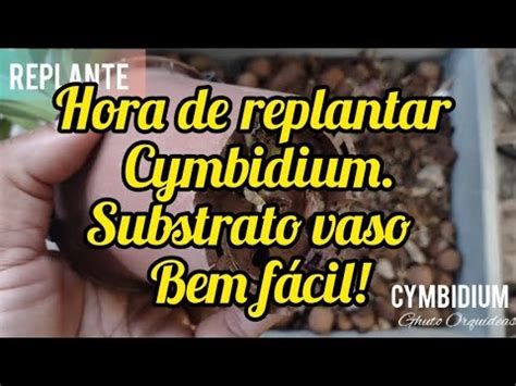 Como Plantar Cymbidium Substrato Para Cymbidium Quando Replantar