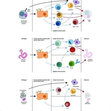 Different Types Of Immune Responses Type 1 Immune Response Top