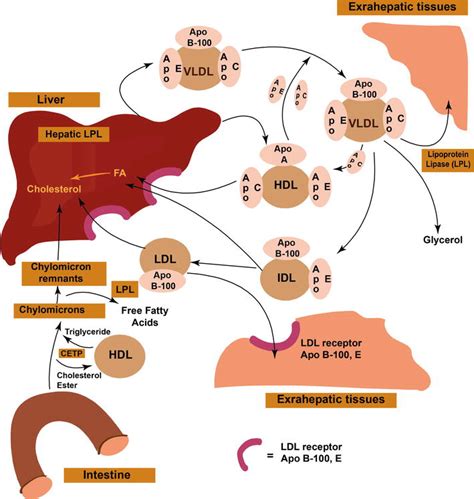 Lipid Metabolism Pathway Diagram
