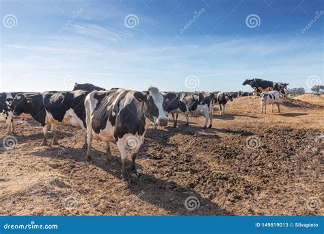 Dairy Cows Of The Holstein Breed Friesian Grazing On Field Stock Image
