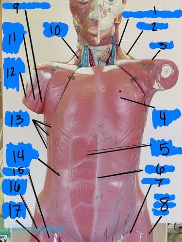 Anterior Whole Torso Muscles Flashcards Quizlet