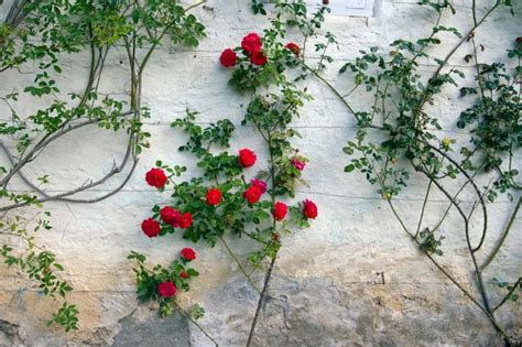 14 Plantas Trepadoras Con Flor Perfectas Para Decorar Las Paredes De Tu