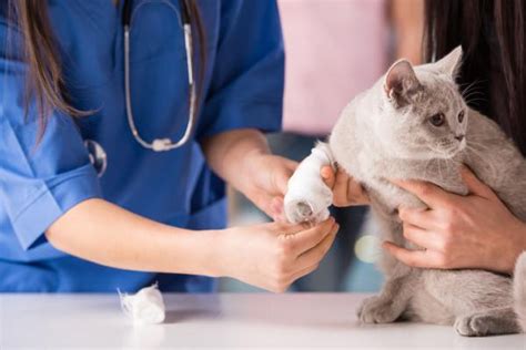 Cómo curar heridas con GUSANOS en GATOS