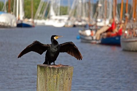 Skarv Fågel Djur Vilda Och Gratis foto på Pixabay Pixabay