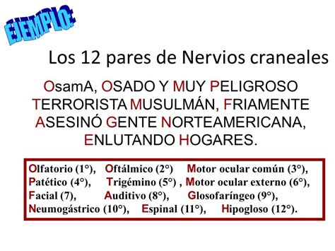 PPT Mnemotecnias Los 12 Pares De Nervios Craneales 54 OFF