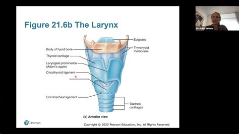 Ch Respiratory System Part Youtube