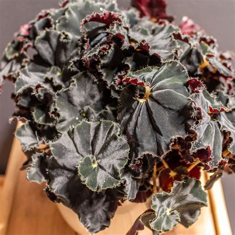 Begonia Dark Mambo 12cm Moai Jungle több mint gondolná