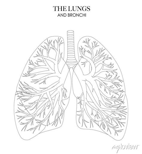 Lungs And Bronchi Anatomy Structure Black And White Illustration