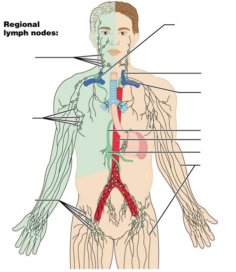 Lymphatics Diagram Quizlet