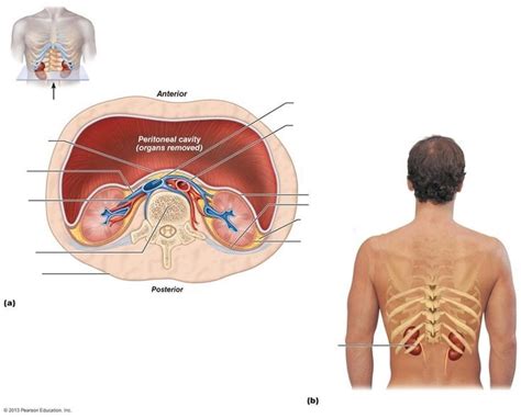 Cross Section Of Abdomen Urinary System Diagram Quizlet