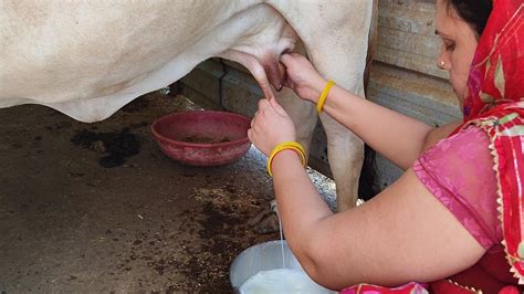 Cow Milking By Hand Milking A Cow By Hand Cow Milking Milking Cow