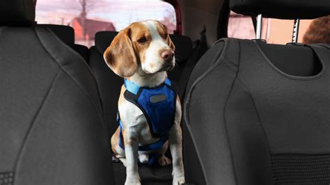 Como Transportar Cachorro No Carro Guia Completo