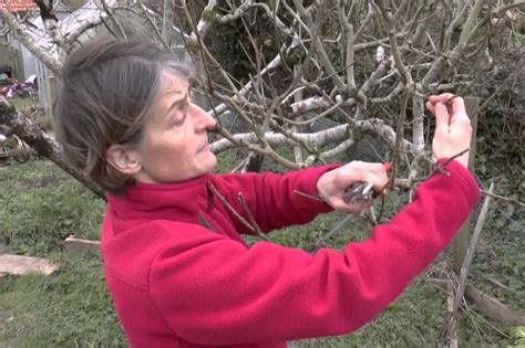 Quand Et Comment Tailler Son Pommier En Hiver Tuto Tape Par Tape