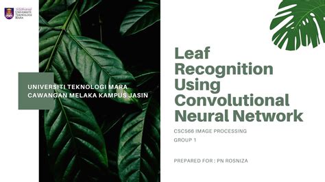 csc566 leaf recognition using convolutional neural network youtube