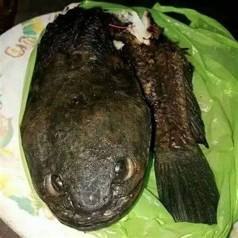 diego on Twitter como comer a tu dragón