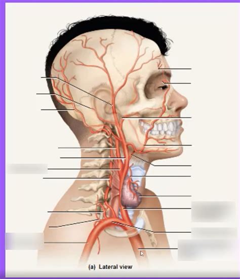 L Blood Vessels Lateral View Of Arteries Of Head And Neck Diagram
