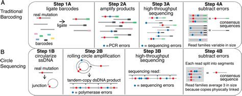 high throughput dna sequencing errors are reduced by orders of magnitude using circle sequencing