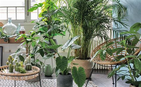 19 plantes dintérieur qui nont pas besoin de lumière du soleil