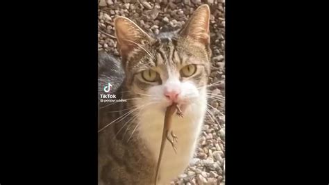Funny Cat Memes Compilation Of V One News Page Video