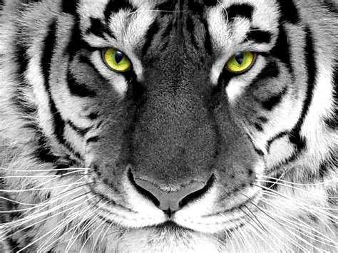 Snow Tiger Wallpapers Wallpaper Cave